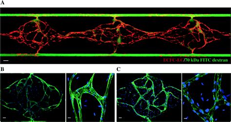 Biochemical 3d Vascularized Tissue Model Improving The Accuracy Of Drug Toxicity Tests