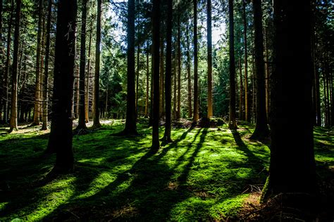 Undergrowth Hd Wallpapers