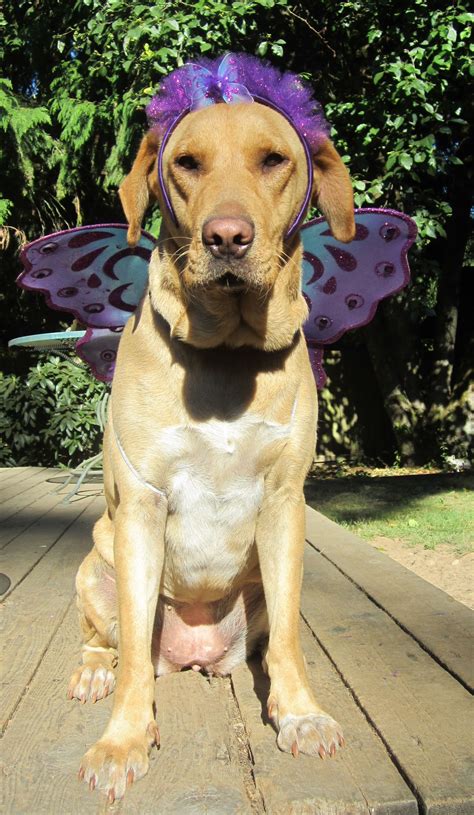 Rita May 2012 costume choices | Labrador retriever, Animals, Labrador