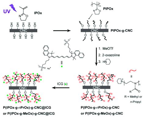 Scheme 13 Preparation Of Poly2 Oxazoline Modified Cncs Using