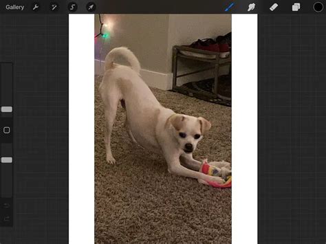 Can You Import A PDF Into Procreate What You Need To Know Adventures With Art