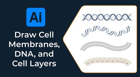 How To Draw Biological Diagrams In Illustrator And PowerPoint