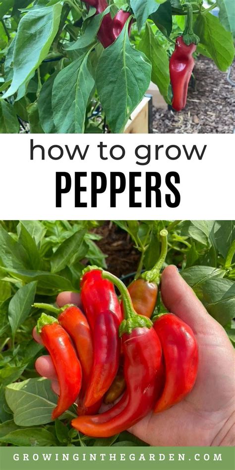 How To Grow Peppers Growing Peppers Artofit