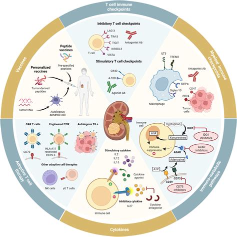 Novel Immune Therapies For Renal Cell Carcinoma Hematology Oncology