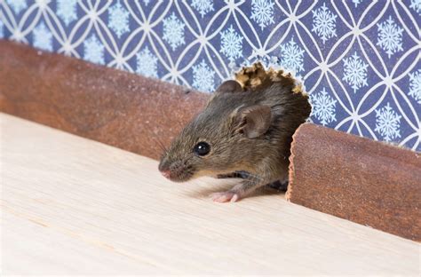 A Complete Mouse Identification Guide Command Pest Control
