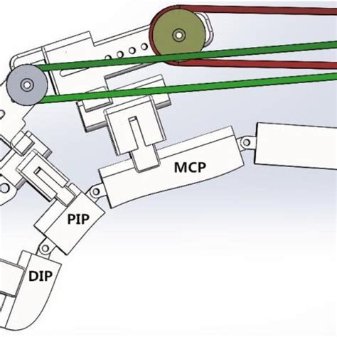 Schematic Diagram Of Three Joints Flexion Motion [12] A Mcp Flexion
