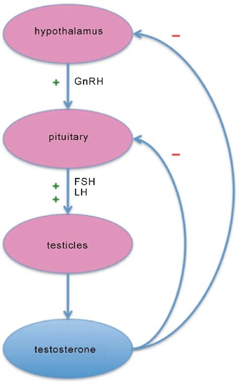 Hypothalamic Pituitary Testicular Axis Download Scientific Diagram