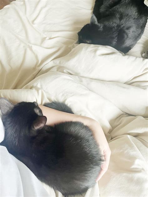 猫で暖をとるとき、 猫もまた人間で暖をとっているのだ