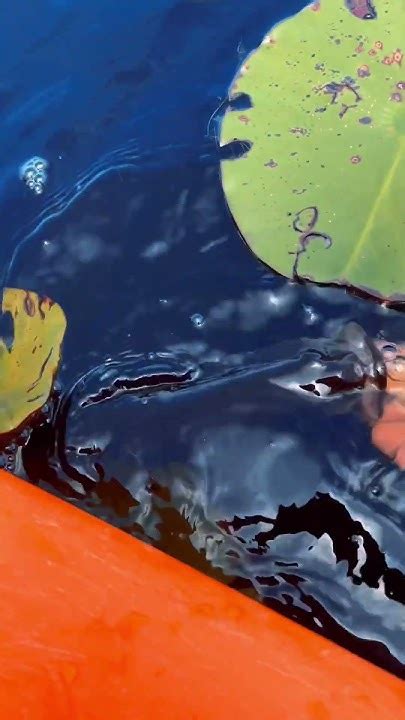 Perfect Bass Release 🐟🎣 Youtube