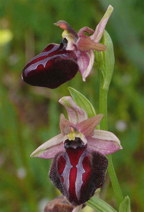 Ophrys Spruneri