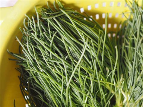 Agretti Salsola Soda Vegetables Food Stock Image Image Of Saltwort