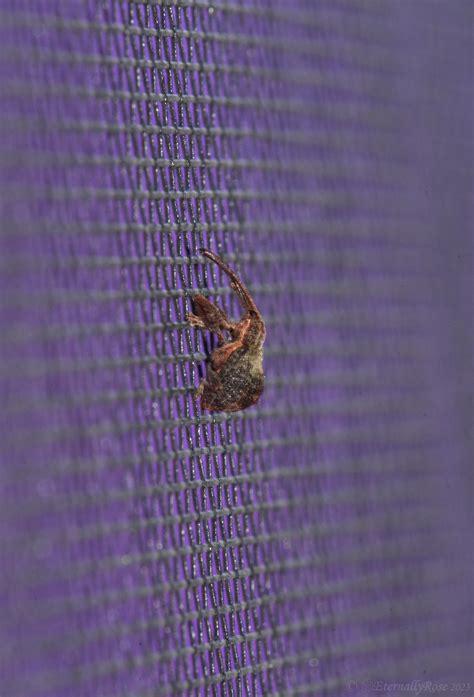 Its Weevil Time Rweeviltime