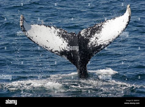 Humpback Whale Fluke A Large Humpback Whale Fluke Near The Surface