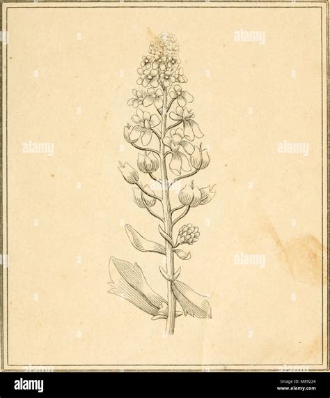 This 1809 Work Explains The Botany System Established By Linnaeus Offering Examples To