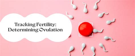 Tracking Fertility Determining Ovulation FertilitySmarts