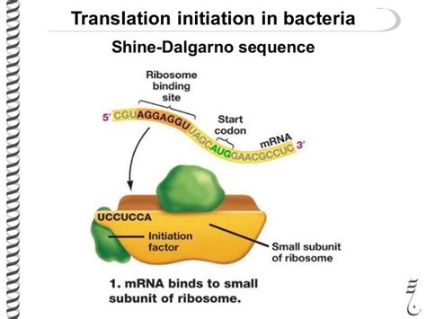 281 Lec18 Prokaryotictranslation