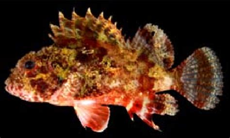 Parascorpaena Aurita Kaum I 20102 56 6 Mm Sl Download Scientific