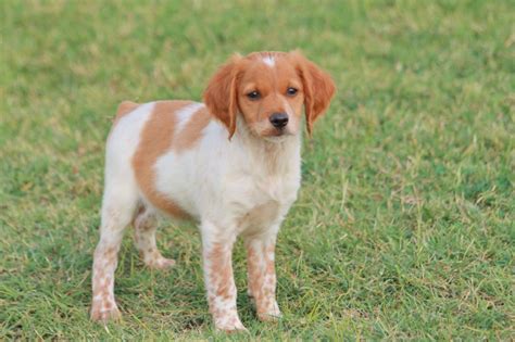 Chiot Elevage Epagneul Breton Herault 34 Elevage Du Canal De Lunel