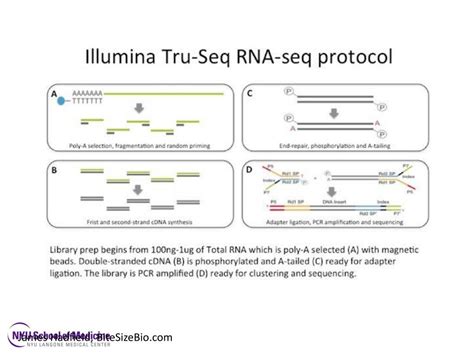 Ppt Hands On Tutorial Rna Seq Analysis Using Cluster Computing Powerpoint Presentation Id