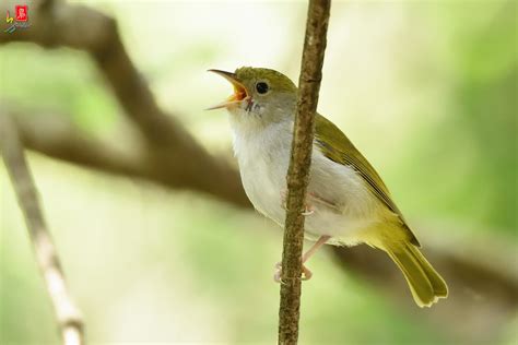 Alders Bird Watching Notes 三峽綠畫眉．white Bellied Yuhinasanxia．202002