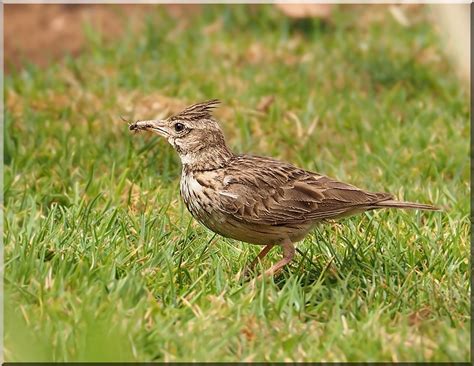 Thekla Lark Birdforum