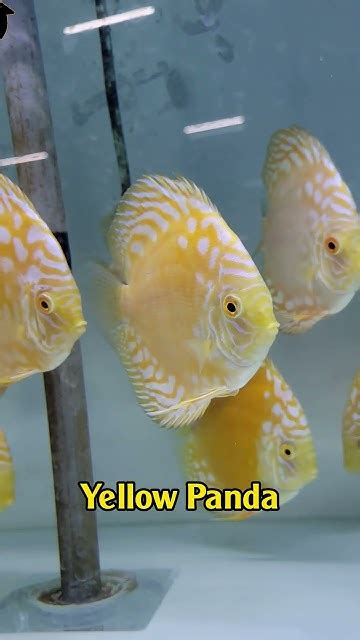 Discus House Trang Trại Cung Cấp Cá Dĩa Sỉ And Lẻ Trên Toàn Quốc Youtube