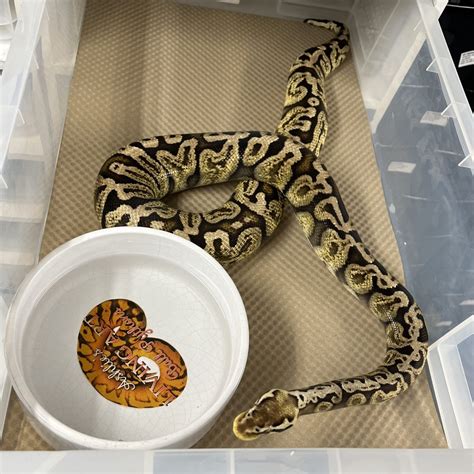 Honeycomb Card Tub Liners Free Uk Delivery Living Art Ball Pythons