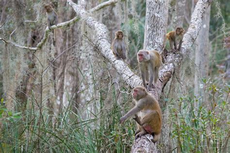 Florida S Wild Monkeys Attract Visitors And Controversy