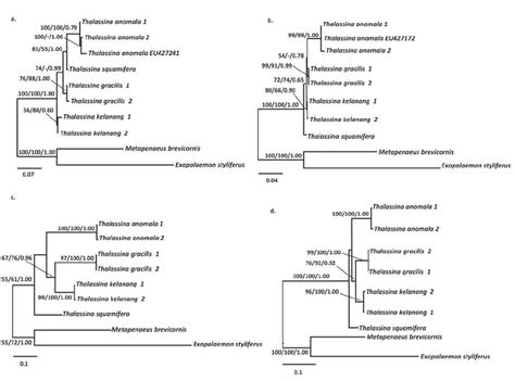 The 50 Majority Rule Consensus Tree Resulting From Maximum Likelihood