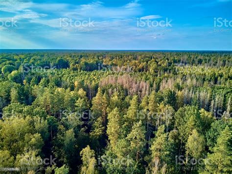 아름다운 파노라마 공중 무인 항공기는 유럽 평원을 가로 질러 폴란드 Bialowieza 숲에 보기 0명에 대한 스톡 사진 및