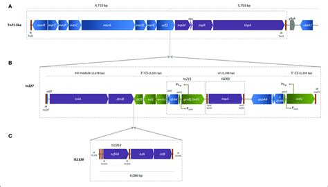 Schematic Representation Of Qepa4 Harboring Contig Assembled Using Download Scientific