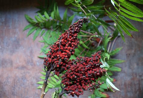 Sumac Ade Kitchentrails