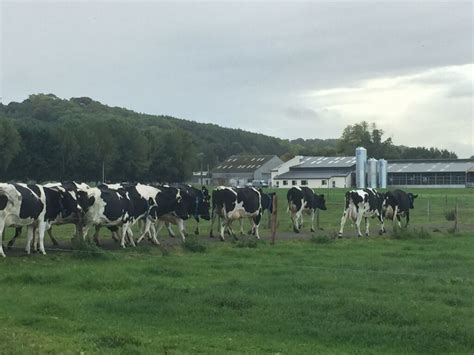 Australia Blames European Dairy Farmers For Current Poor Prices