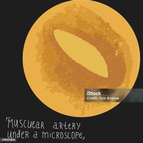 Muscular Artery Under A Microscope Stock Illustration Download Image