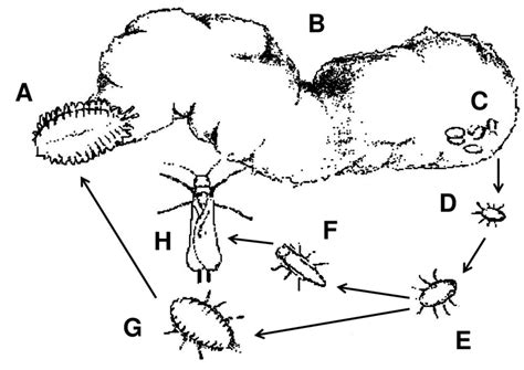 Cycle De Développement De Planococcus Citri A Adulte Femelle B