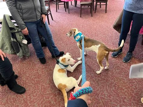 🐾 Pawsitive Impact In The Helping Hounds Dog Rescue