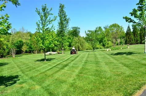 Lawn Dethatching Service Revitalize Your Yard Lawndethatching On Tumblr