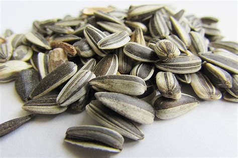 20,000+ Free Sunflower Seeds & Sunflower Images - Pixabay