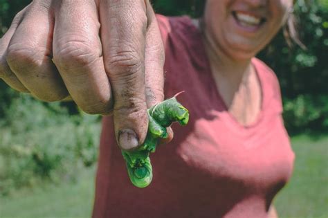 Pest Prevention The Ultimate Companion Planting Guide Part 1