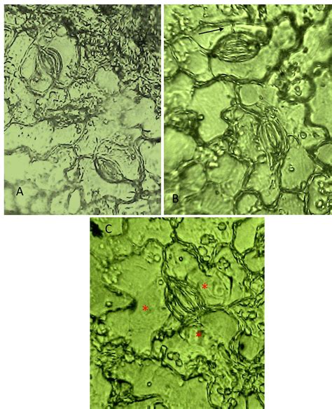 Stomatal Types Of R Minima A Two Paracytic Stomata Are