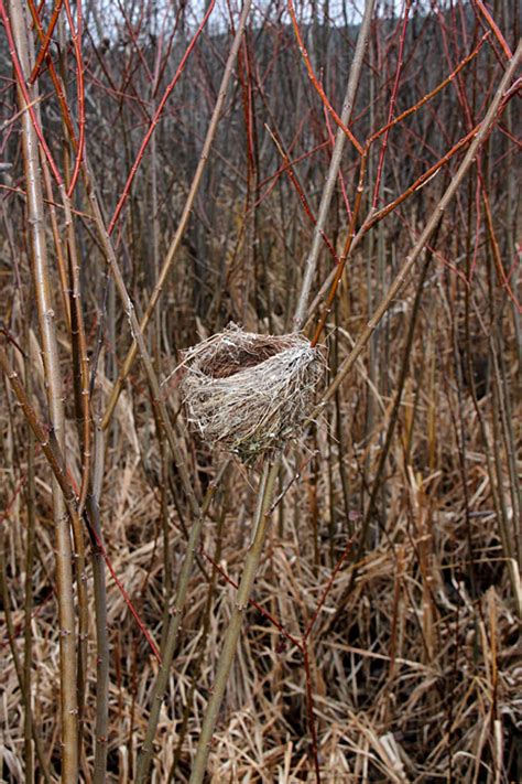 Goldfinch Nest Goldfinch A Colourful Winter Resident We Are