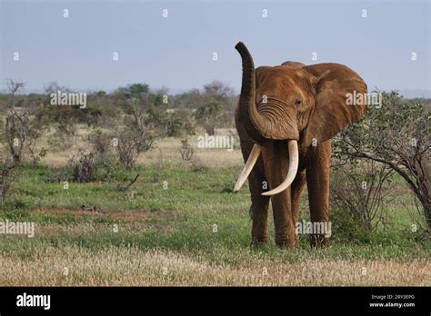 An Awe Inspiring Encounter With The Majesty Of African Wildlife 🌍🐘