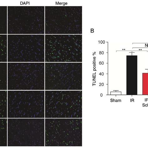 Effects Of Sch B And Ly On Myocardial Apoptosis N4 For Each Group