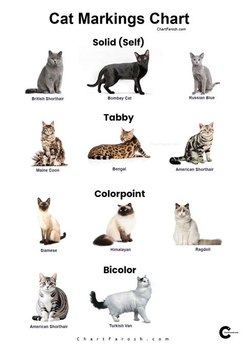Cat Markings Chart Genetics And Rarest Patterns And Markings