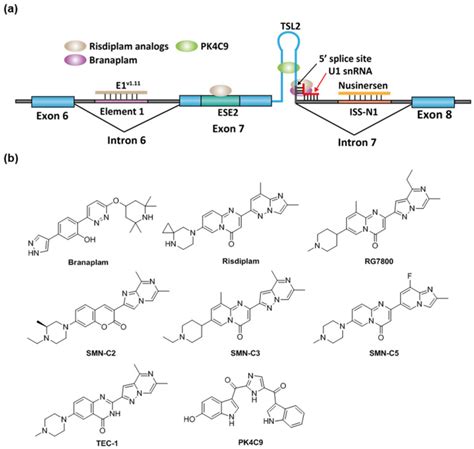 Rna Targeting Splicing Modifiers Drug Development And Screening Assays