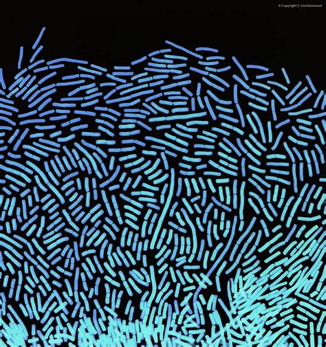 Light Microscope Lm Images Stephen Gschmeissner