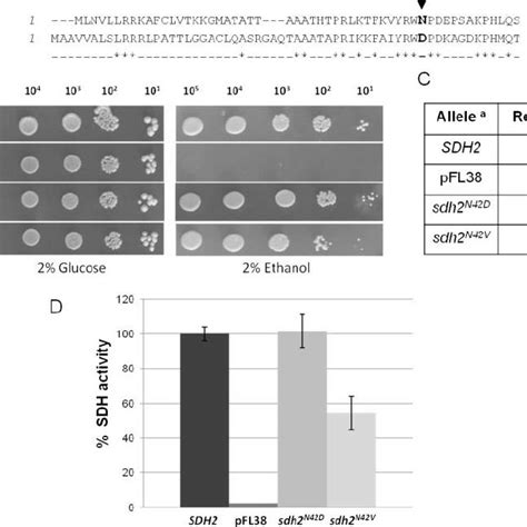 A C Hande Staining Cytochrome C Oxidase Cox Histochemistry And