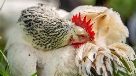 What Is Chicken Molting How To Manage And Help Chickens During Molting
