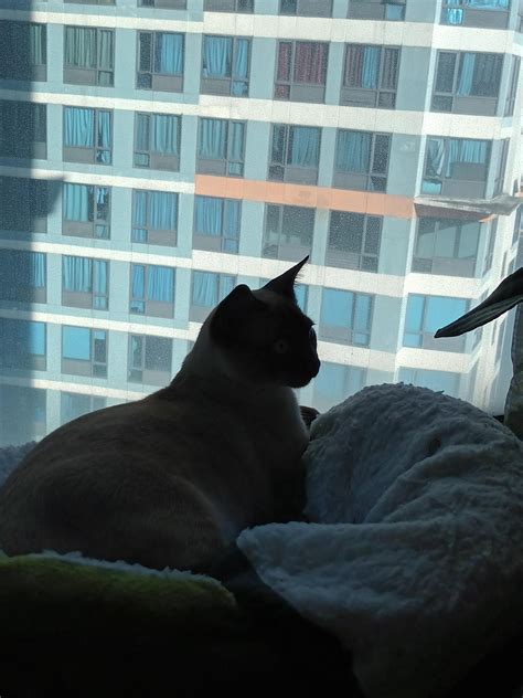 Sad Ang Bebe Ko Kase Wala Na Betlog Nya R Catsofrph