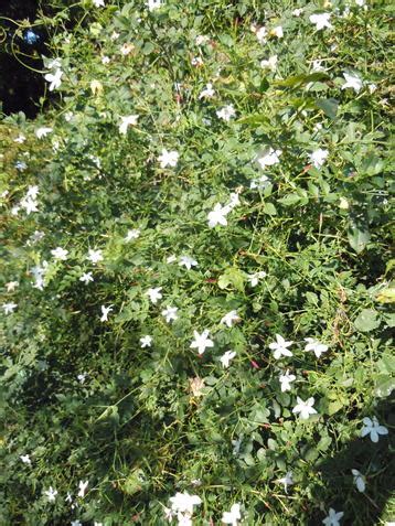 GKZ植物事典團伊玖磨植物事典ツルマツリ